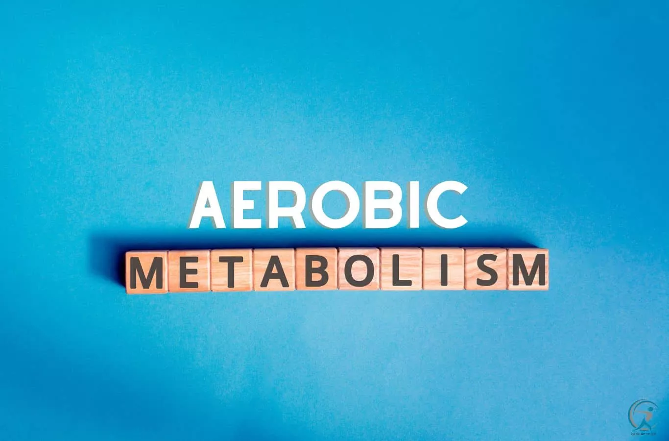 Aerobic Metabolism & Fat Burning: Explained