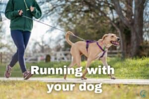 Running with Your Dog: Tips and Tricks for a Fun and Safe Workout ...