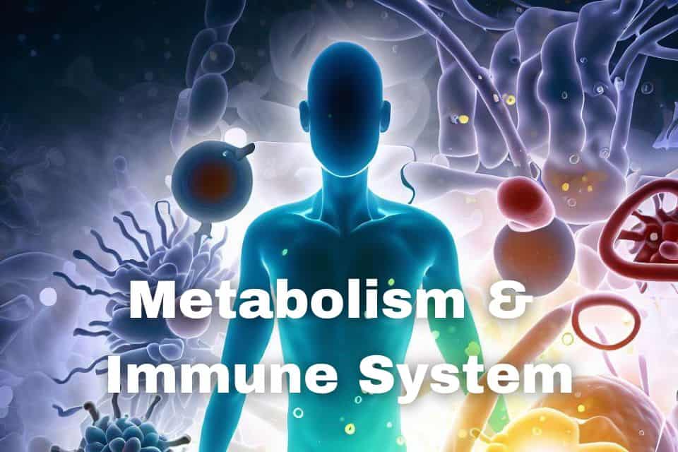Metabolism and Immune System: How They Affect Each Other - Gear Up to Fit